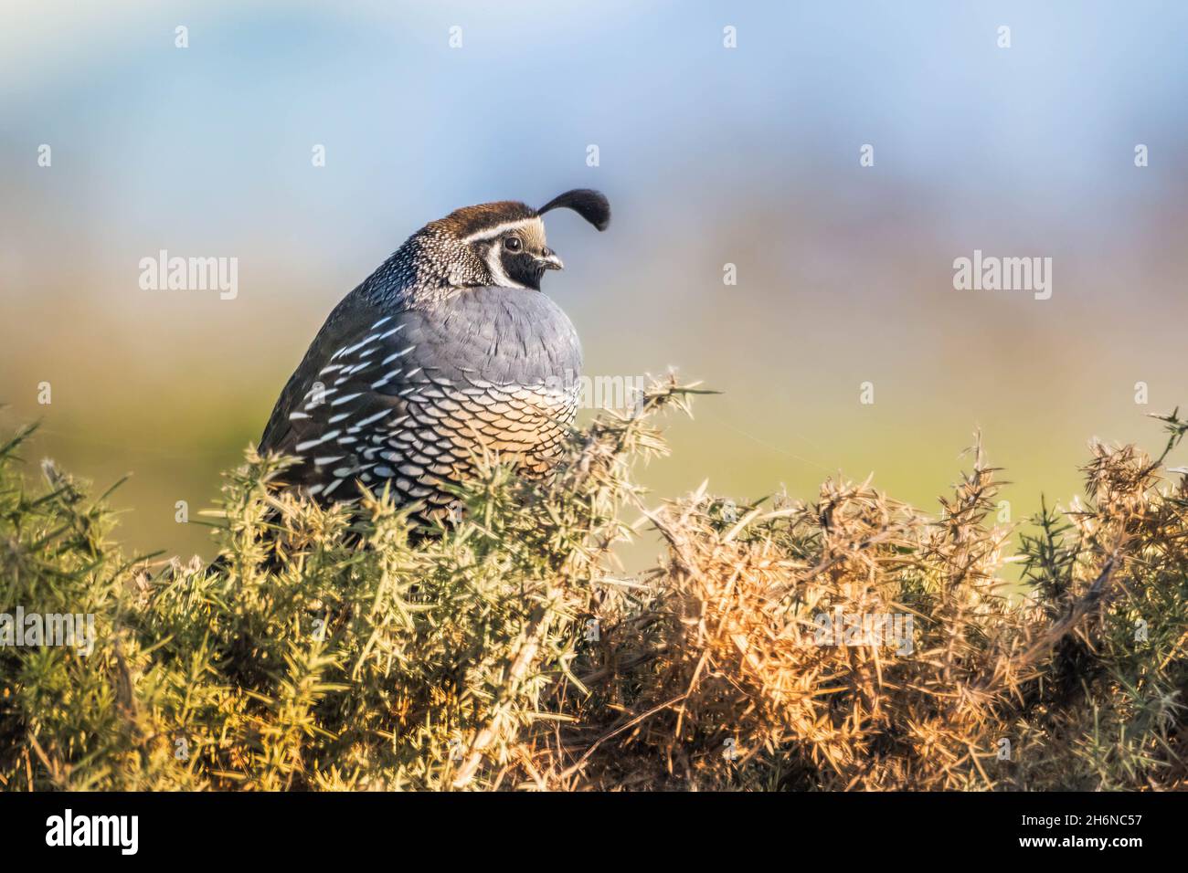 New zealand quail hi-res stock photography and images - Alamy