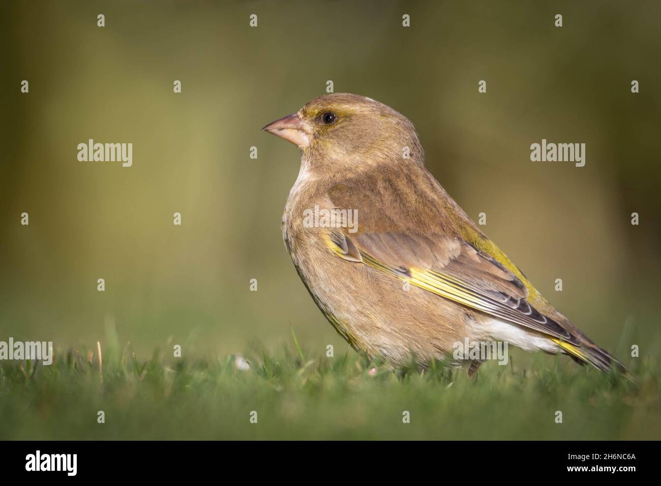 Female greenfinch hi-res stock photography and images - Alamy