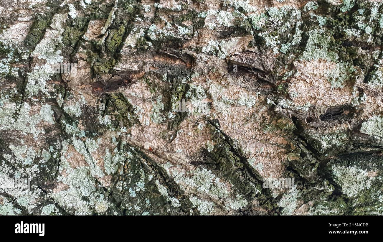 detail of natural tree bark texture Stock Photo - Alamy