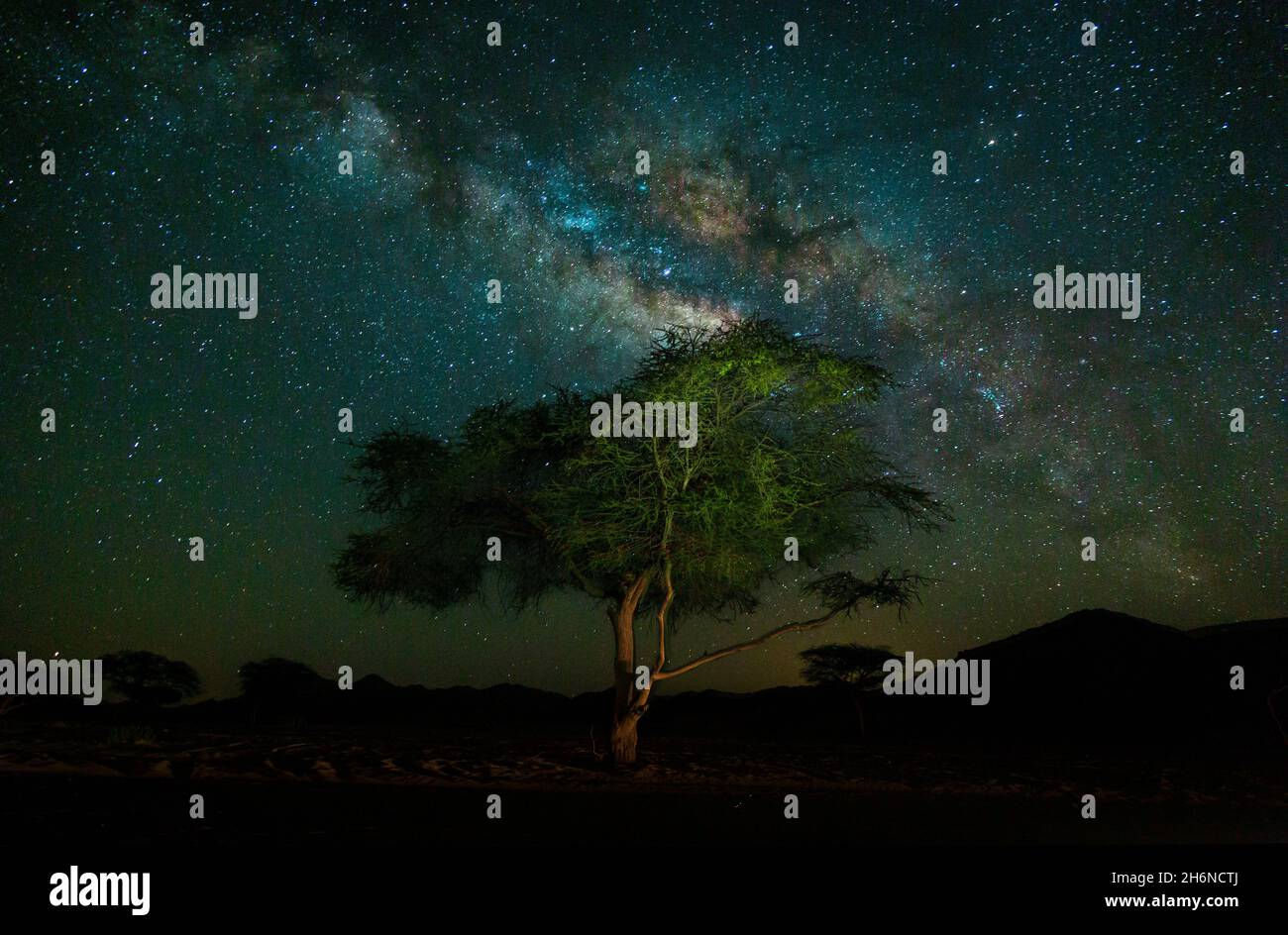 Milky Way over the Lonely Tree Way arch at night. Landscape with old ...
