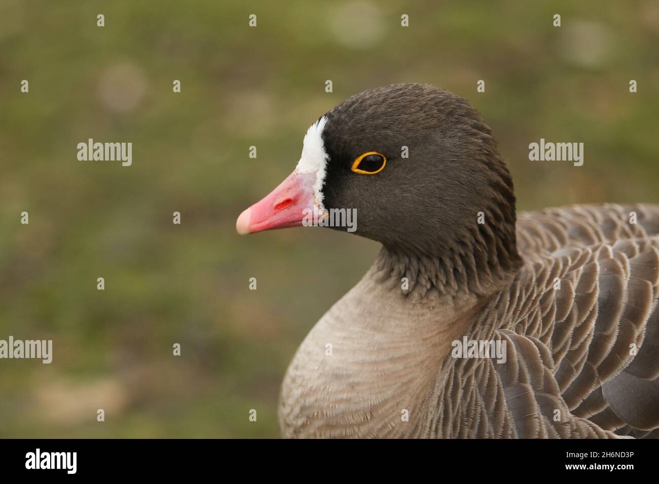 A head shot of a Lesser White-fronted Goose, Anser erythropus, standing ...