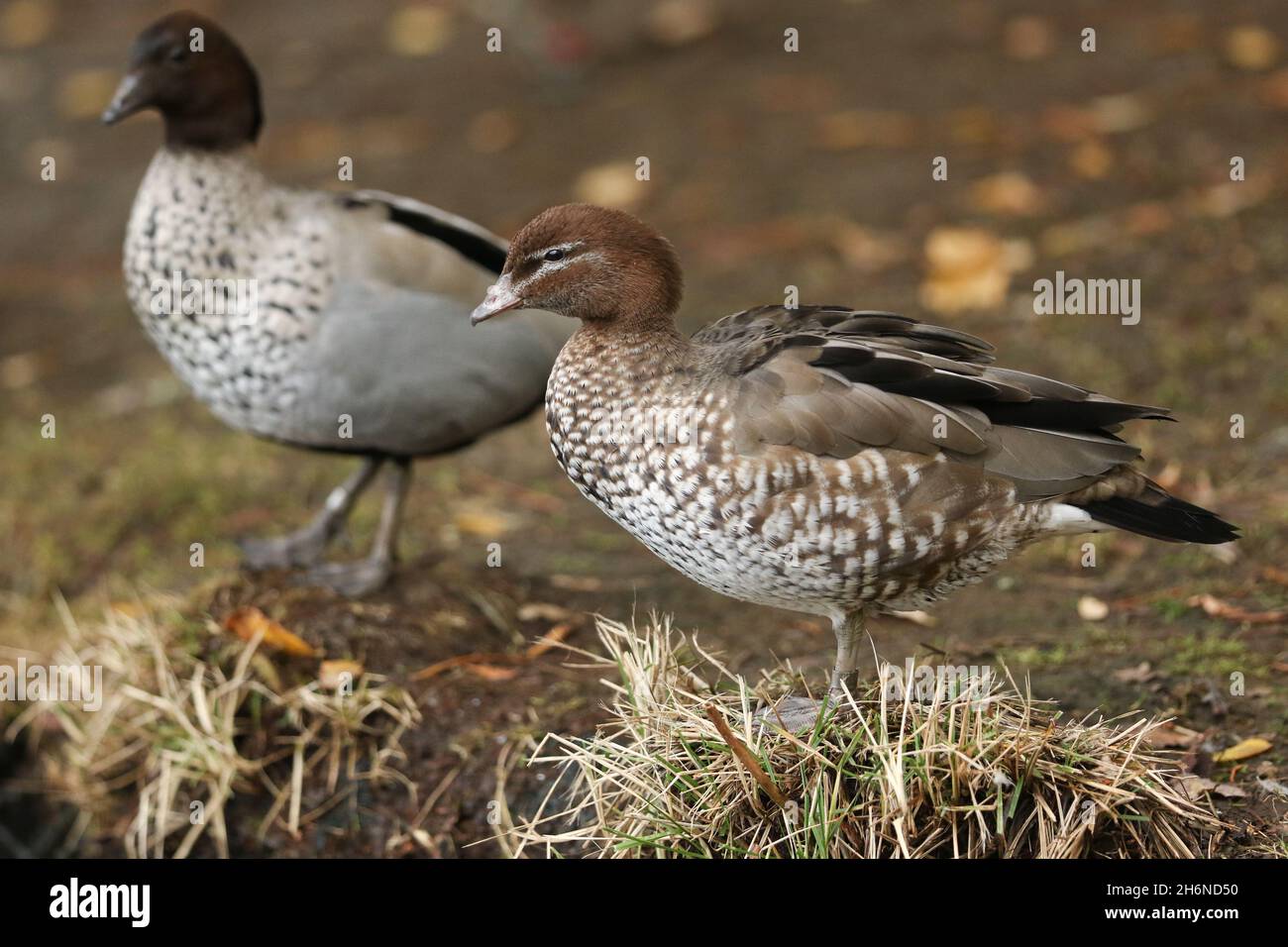 Two Maned Duck or Maned Goose, Chenonetta jubata, standing on the bank ...