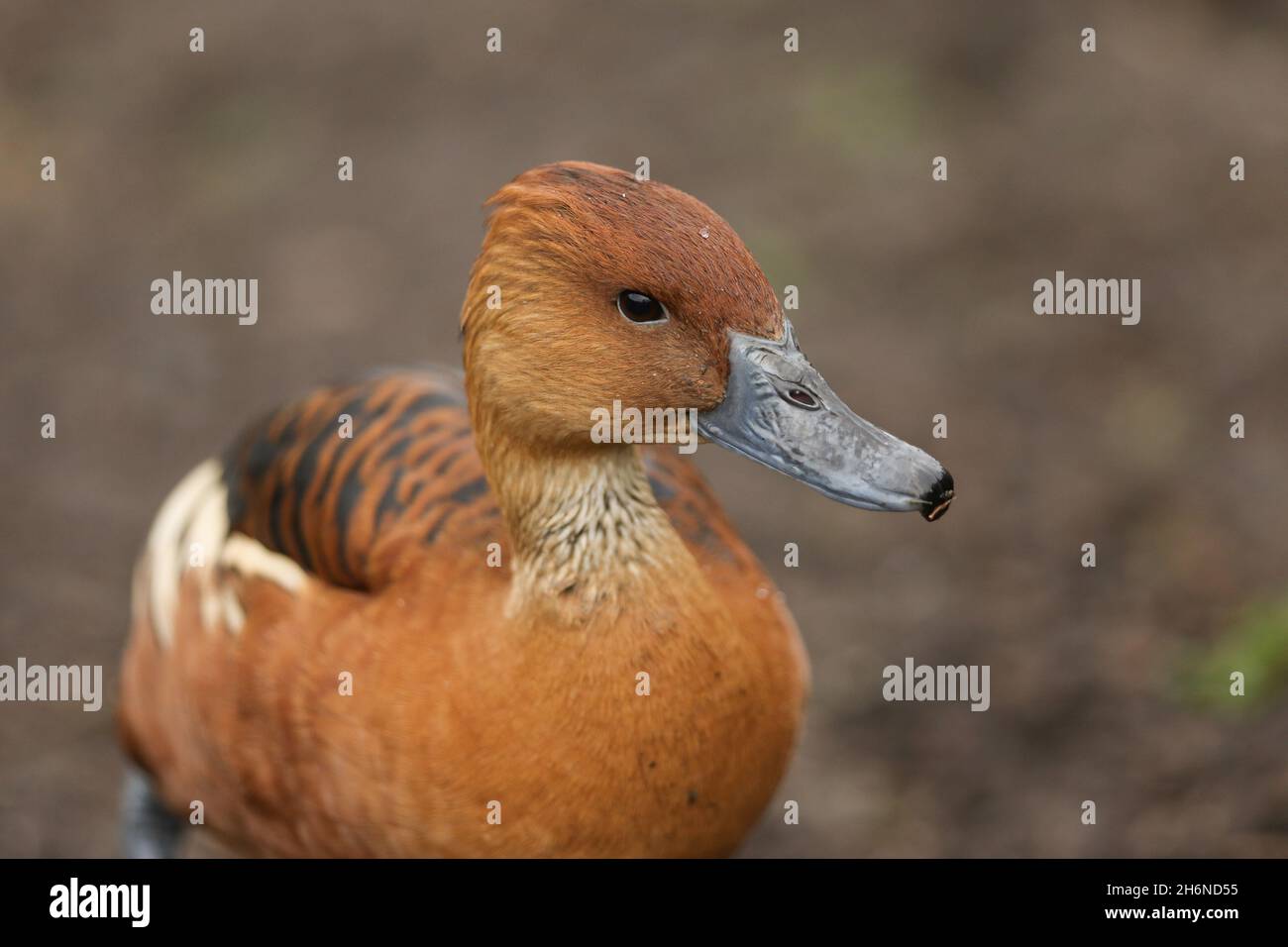 A Fulvous Whistling Duck or Fulvous Tree Duck, Dendrocygna bicolor ...