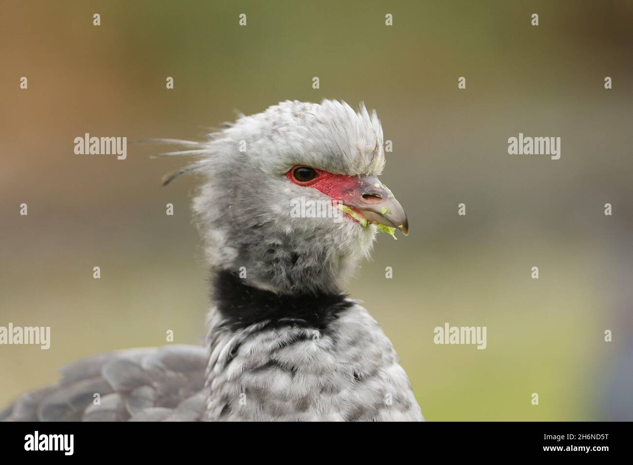 A head shot of a Southern Screamer, Chauna torquata, at the London ...