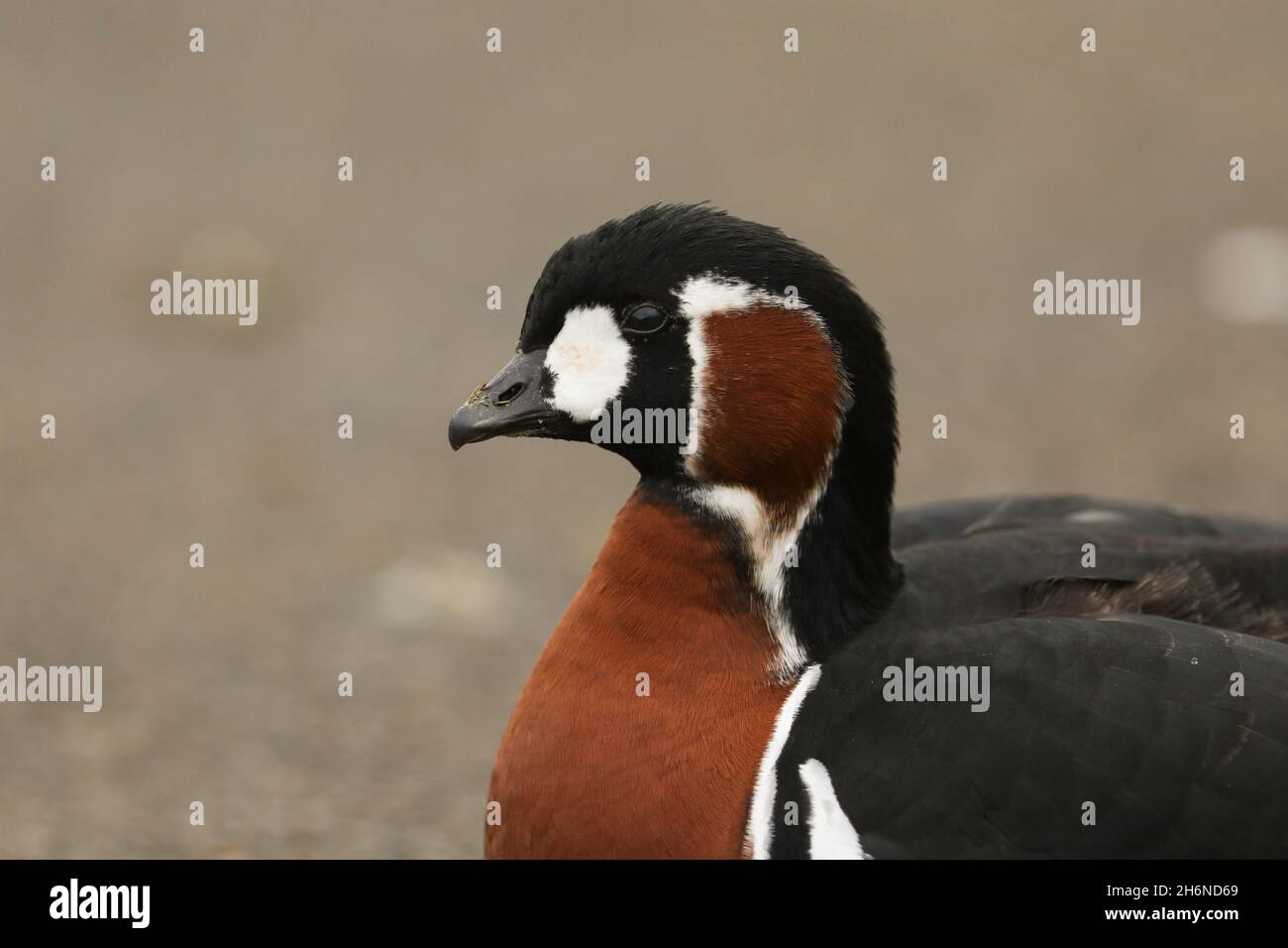 A beautiful Red-breasted Goose, Branta ruficollis, standing on the bank ...