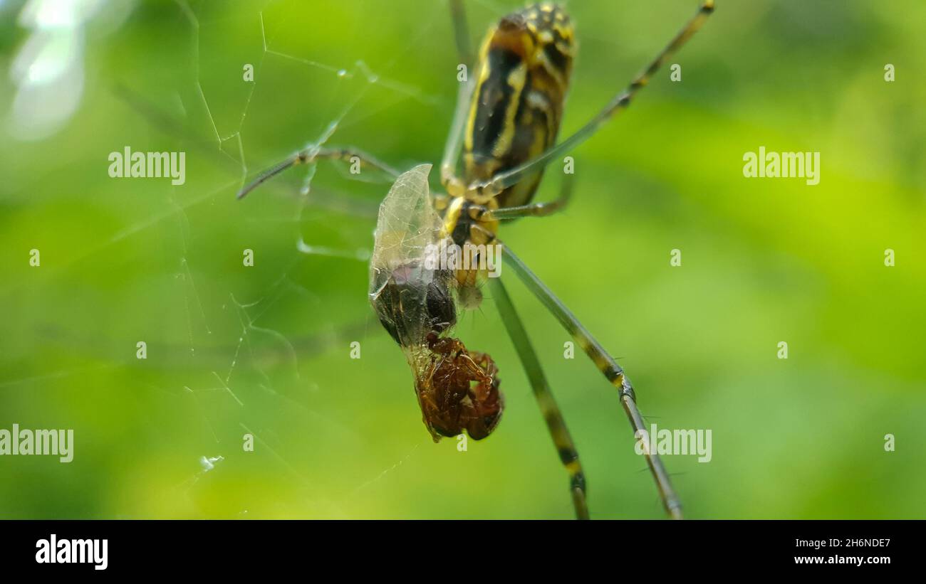 spider eating prey on the spider web Stock Photo - Alamy