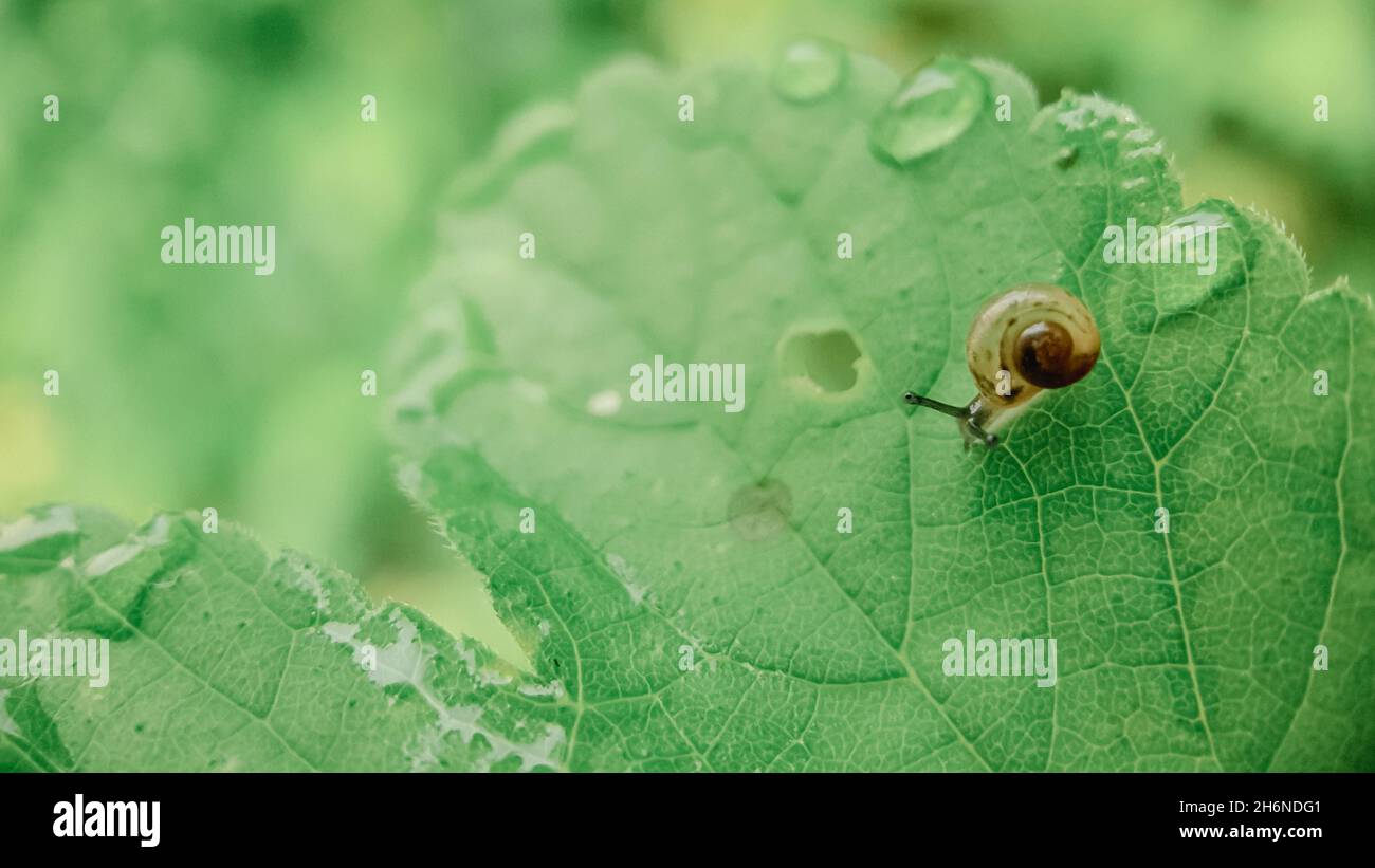 snails moving on the green leaf Stock Photo - Alamy