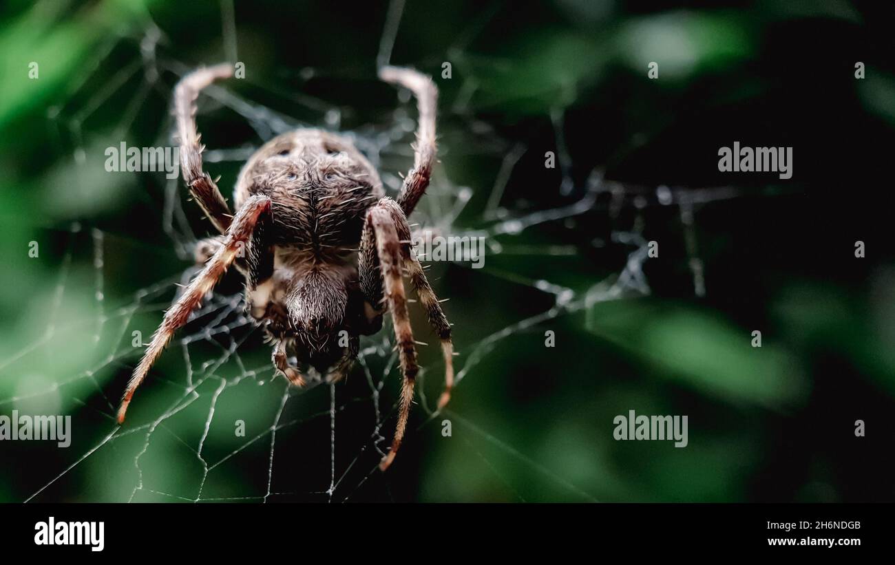 macro shot spider on the spider web Stock Photo - Alamy