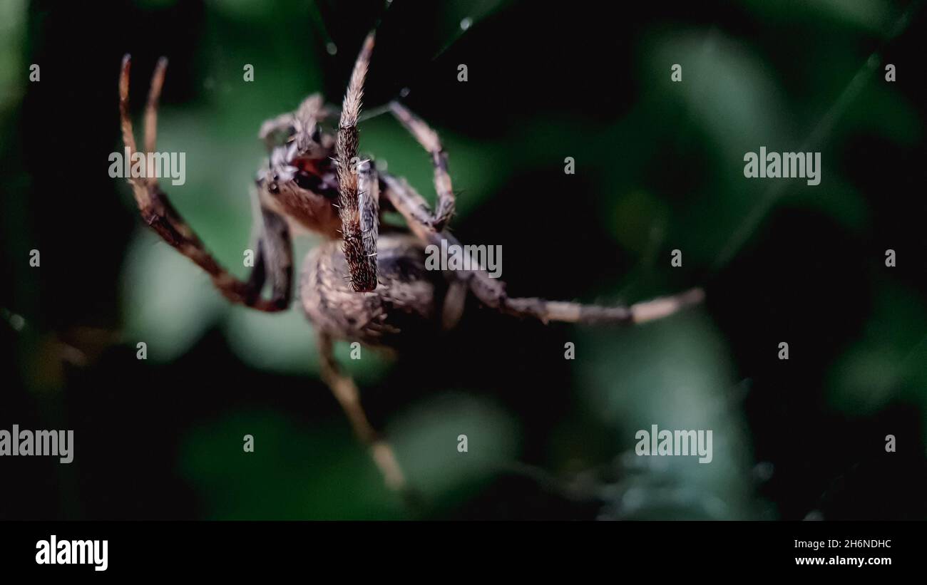 macro shot spider on the spider web Stock Photo - Alamy