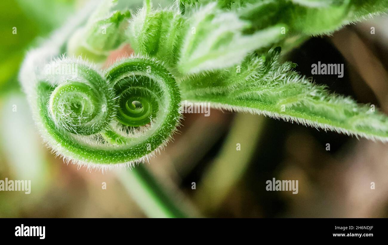 beautiful details of plant stem Stock Photo - Alamy