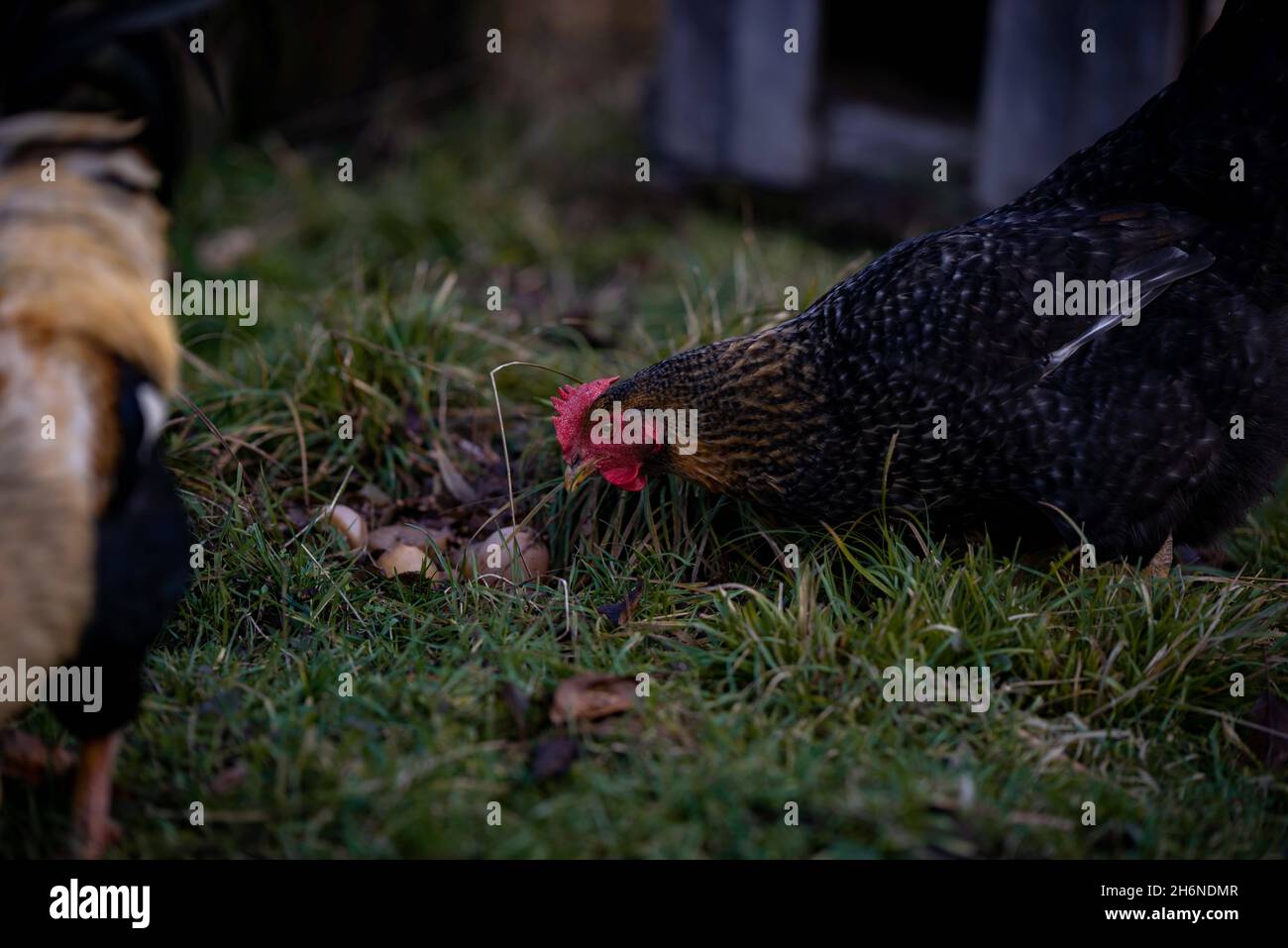Selective focus shot of chicken next to her nest with eggs in the ...