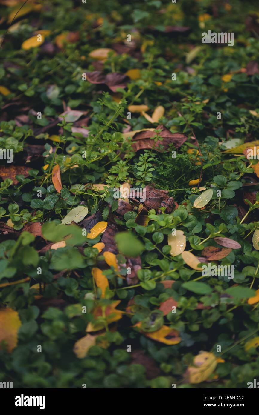 Hiding behind weed hi-res stock photography and images - Alamy