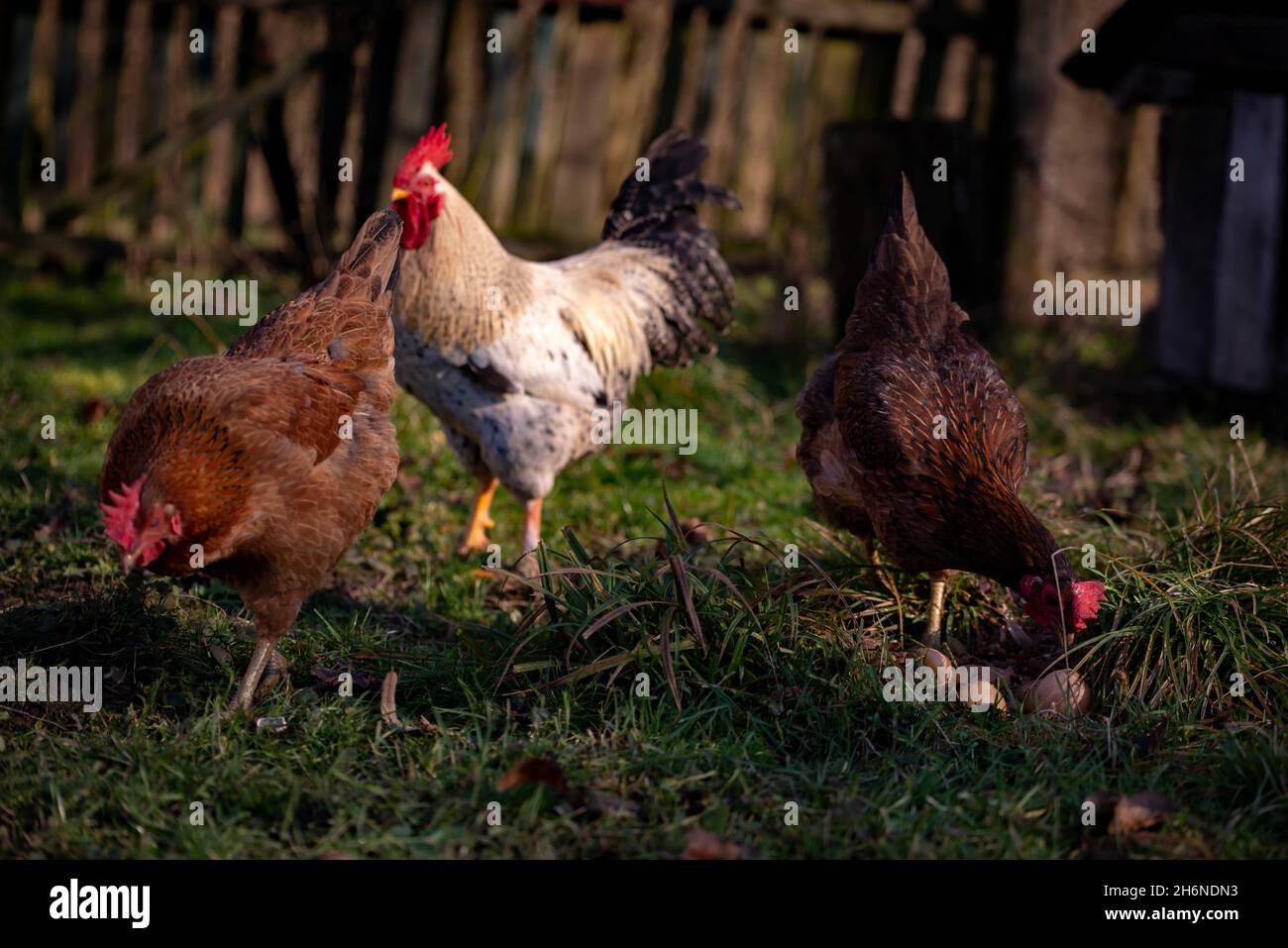 Selective focus shot of chickens in the backyard Stock Photo - Alamy