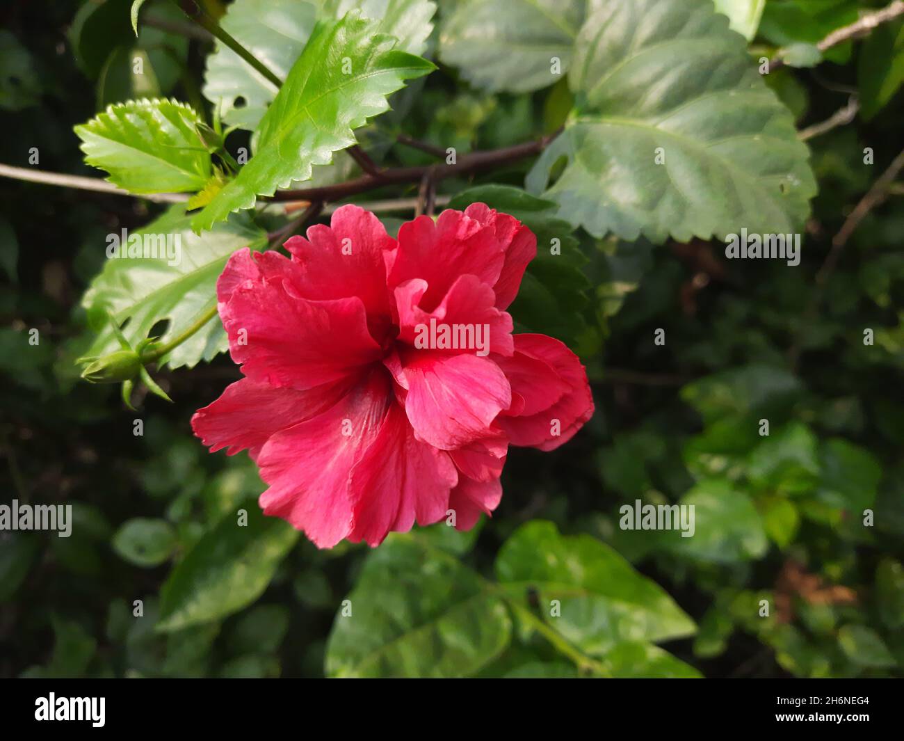 Red flower of Hibiscus mallow family Medicinal plant Stock Photo - Alamy