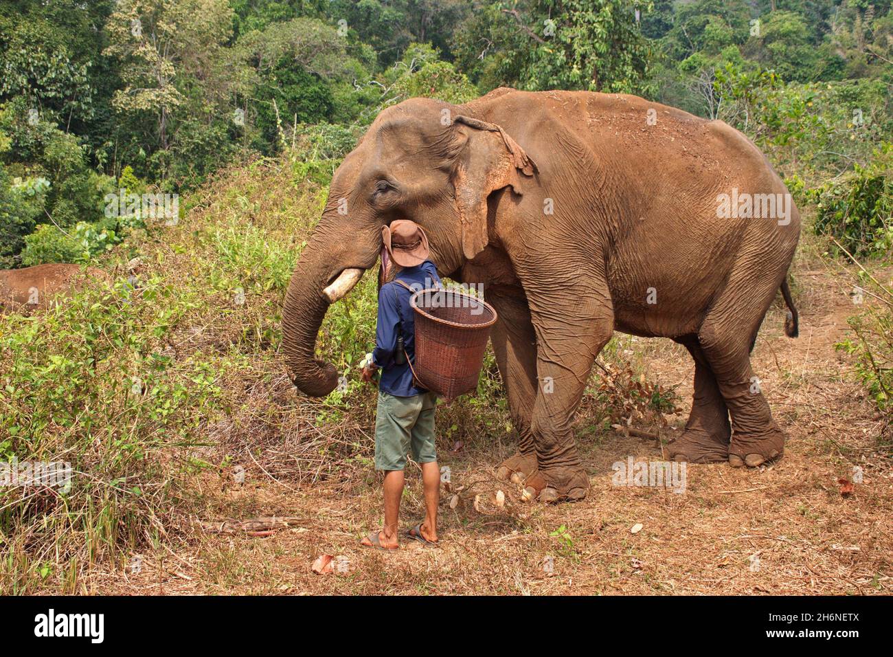 Elephant and his guide in Cambodian jungle Stock Photo - Alamy
