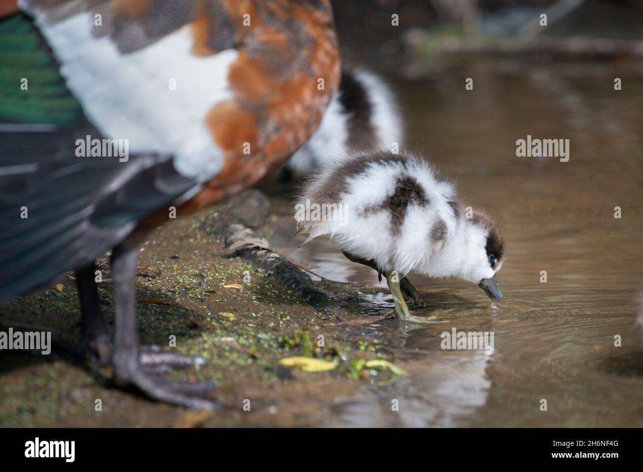 Behind mother animal hi-res stock photography and images - Alamy