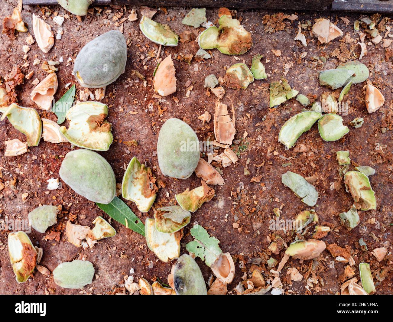 Almond harvest time. Shells of broken almonds nuts below tree Stock ...