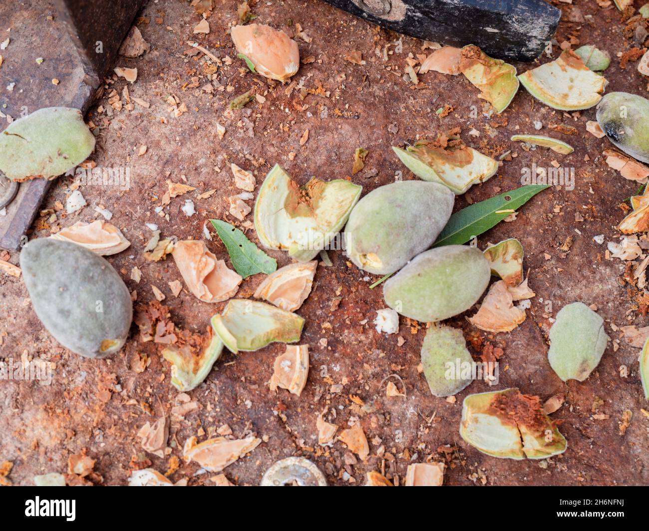 Breaking shells and peeling fresh almonds from green peels. Fresh torn ...