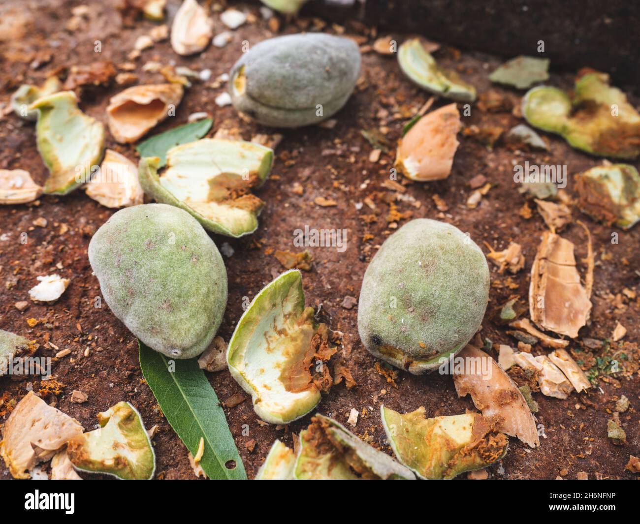 Almond orchard production hi-res stock photography and images - Alamy