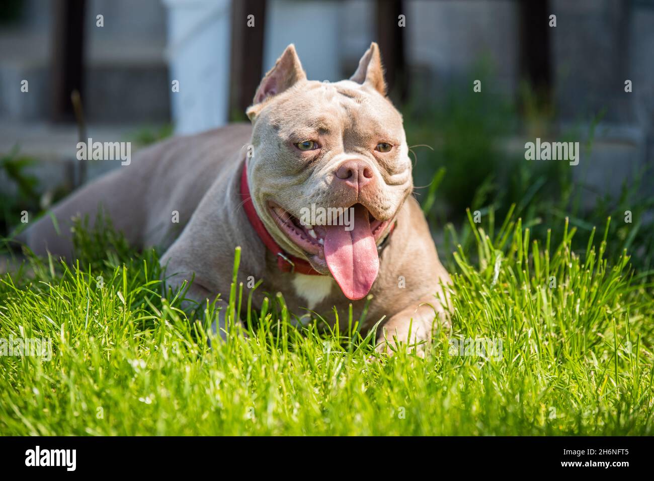 Lilac color American Bully puppy dog lying on green grass Stock Photo ...