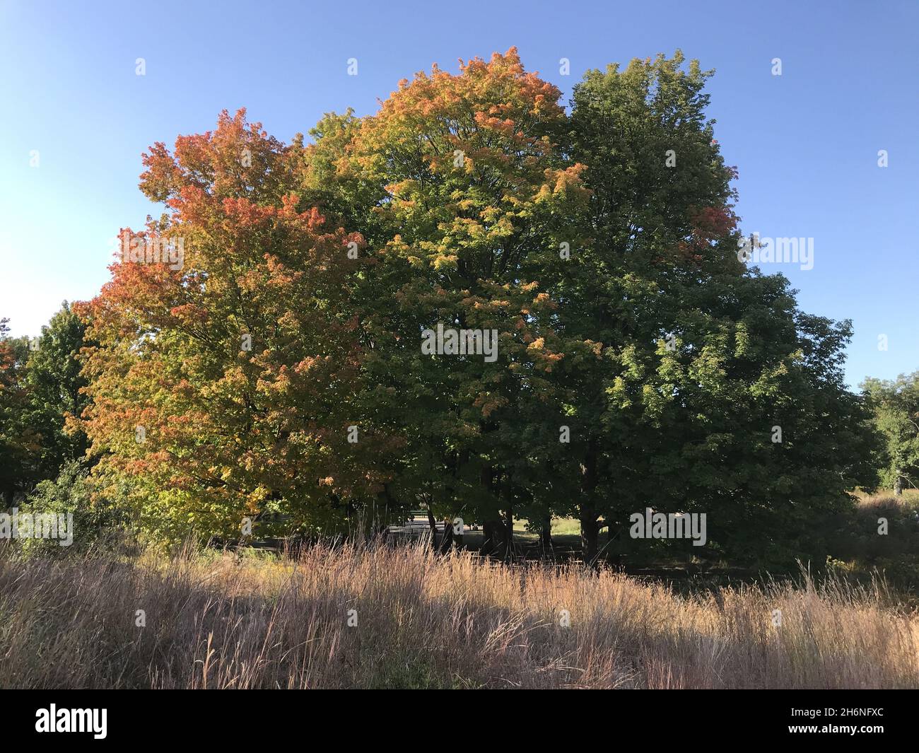 View of a maple tree with already red leaves during fall Stock Photo ...