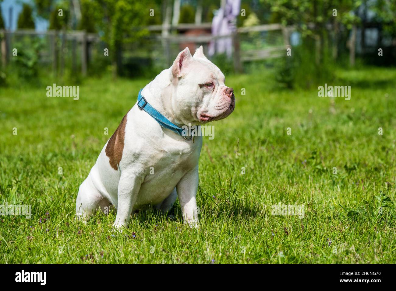 American bully dog hi-res stock photography and images - Alamy