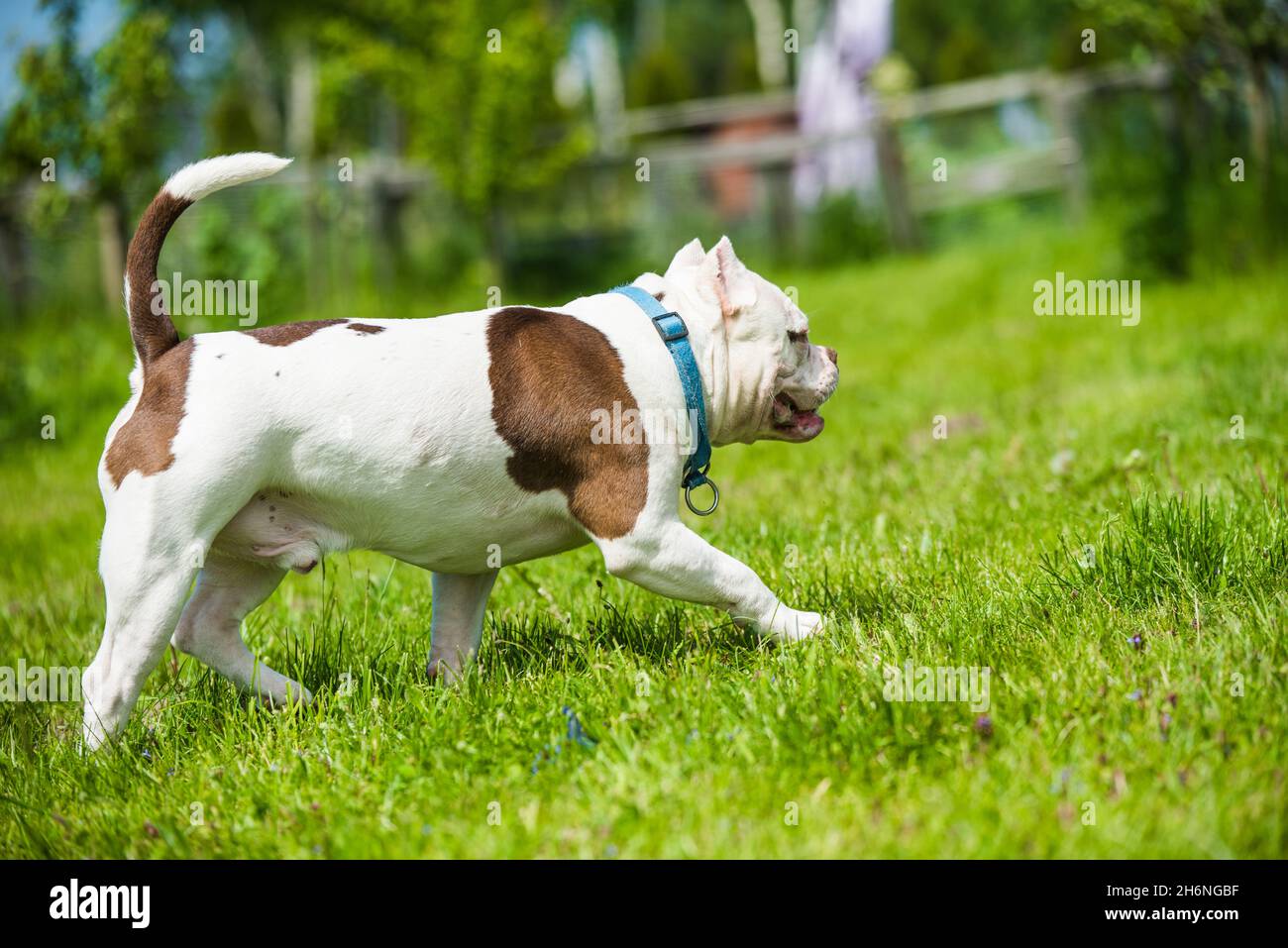 American Bully dog male in move on nature Stock Photo - Alamy