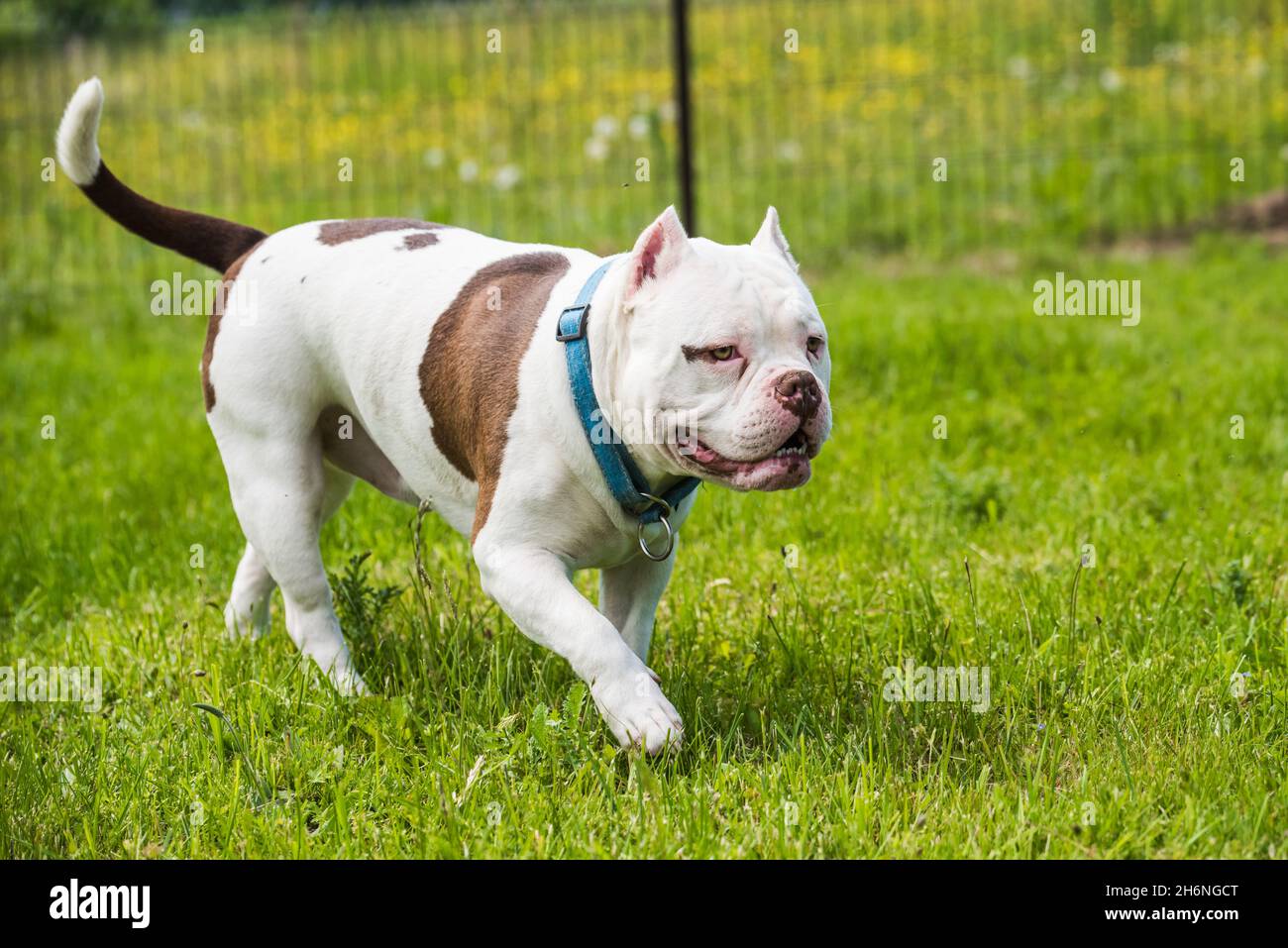 American Bully dog male in move on nature Stock Photo - Alamy