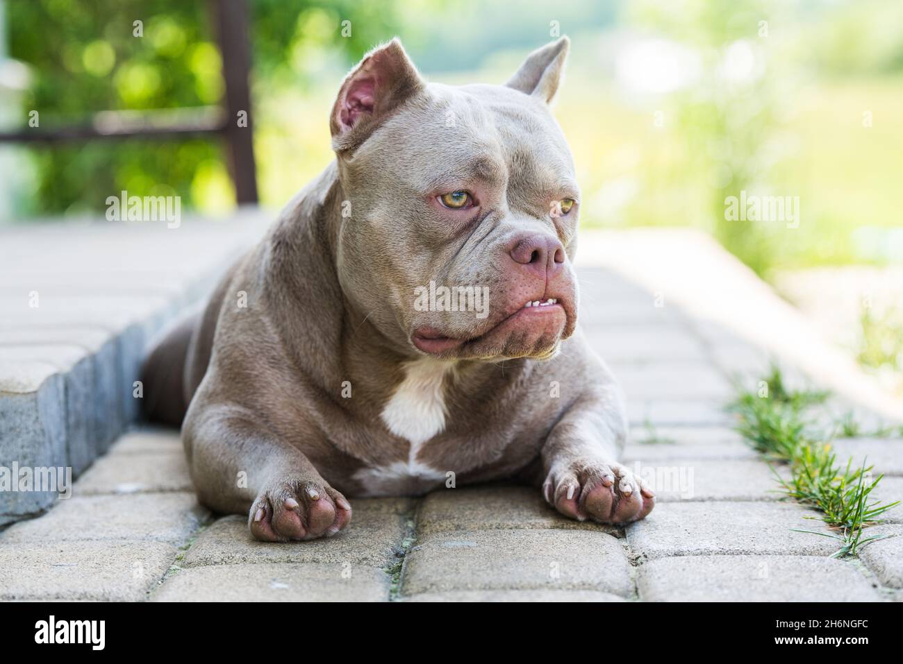 Lilac color American Bully dog is lying on the doorstep Stock Photo - Alamy