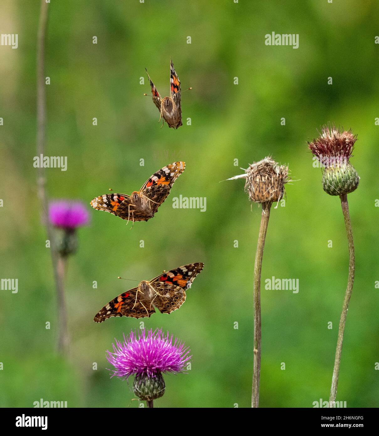 Painted Lady Butterfly Cynthia cardui flight sequence Stock Photo - Alamy