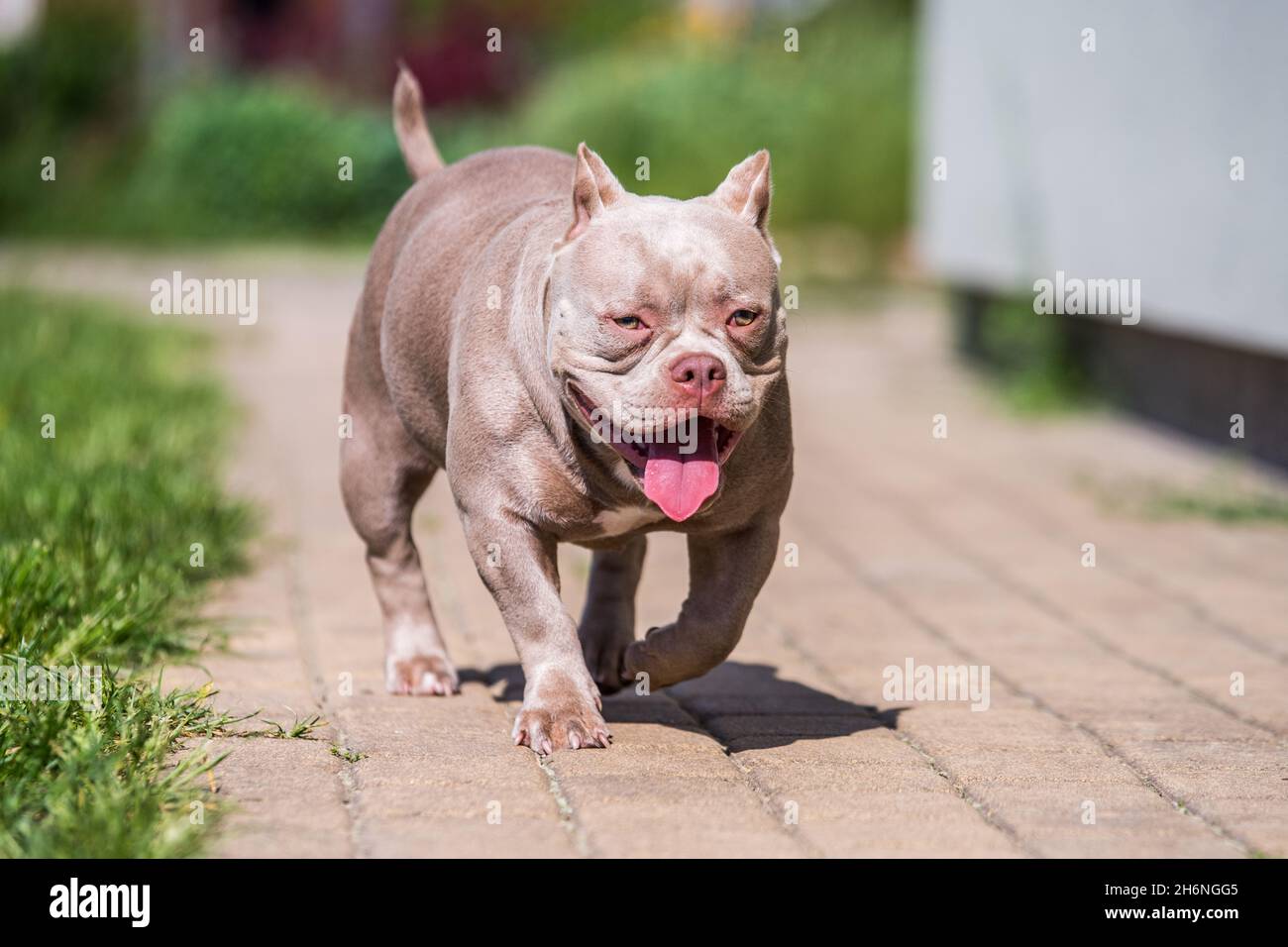 Lilac color American Bully dog guards the house outside Stock Photo - Alamy