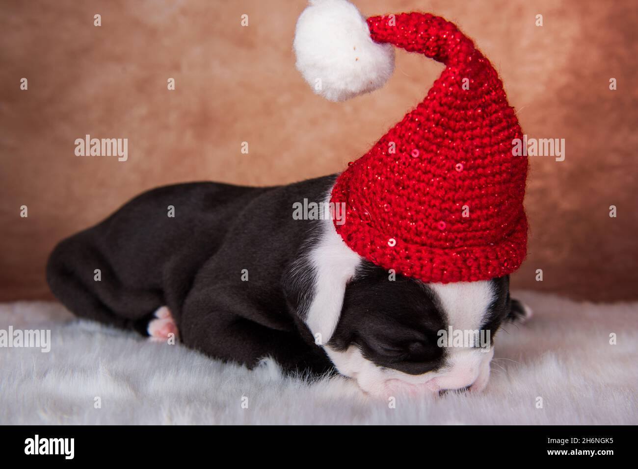 The american bully pocket hi-res stock photography and images - Alamy