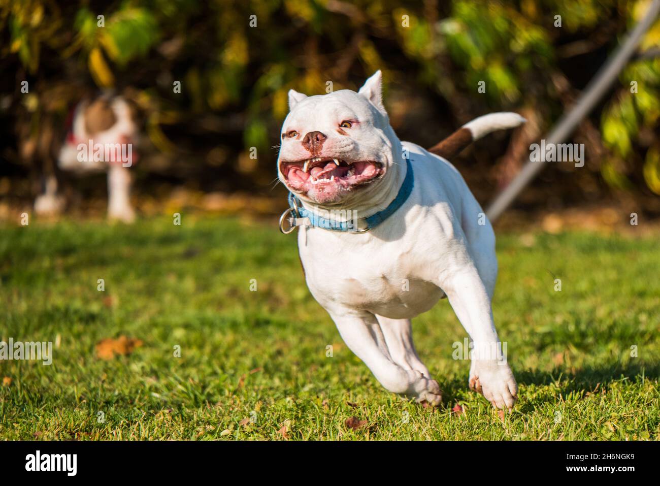 American Bully dog male in move on nature Stock Photo - Alamy