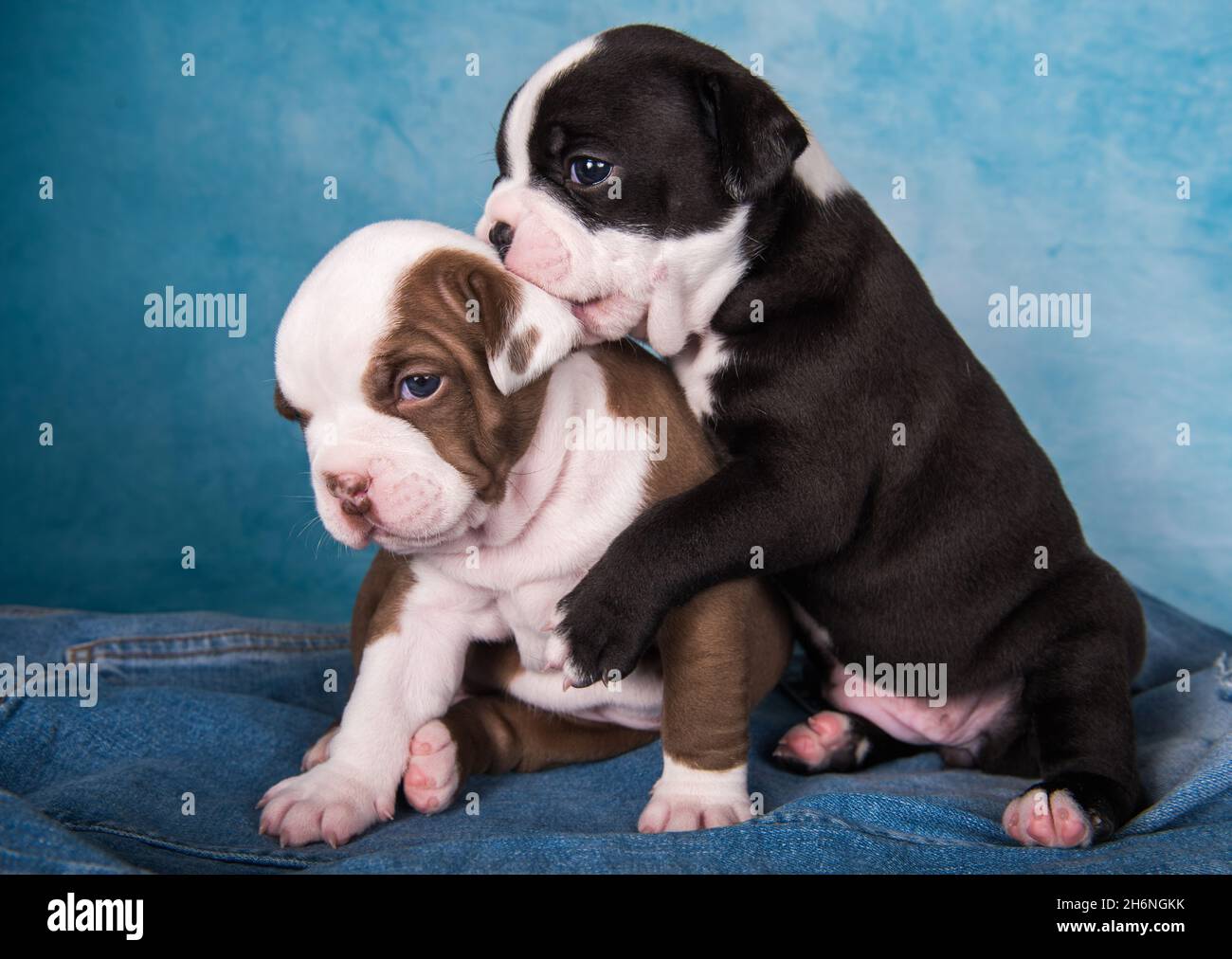 Two funny American Bullies puppies on blue background Stock Photo - Alamy