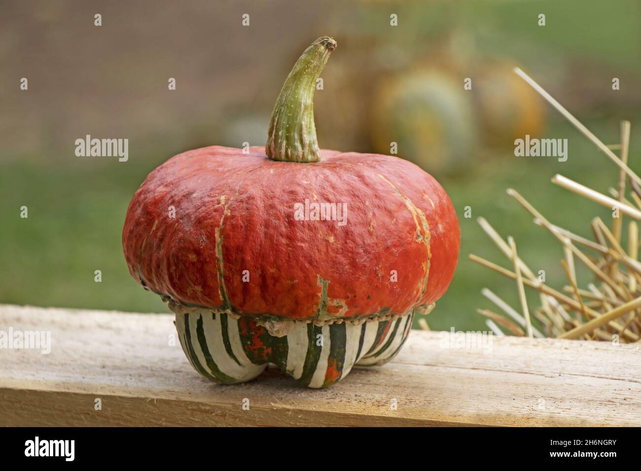 Small cute decorative pumpkin up close Stock Photo - Alamy