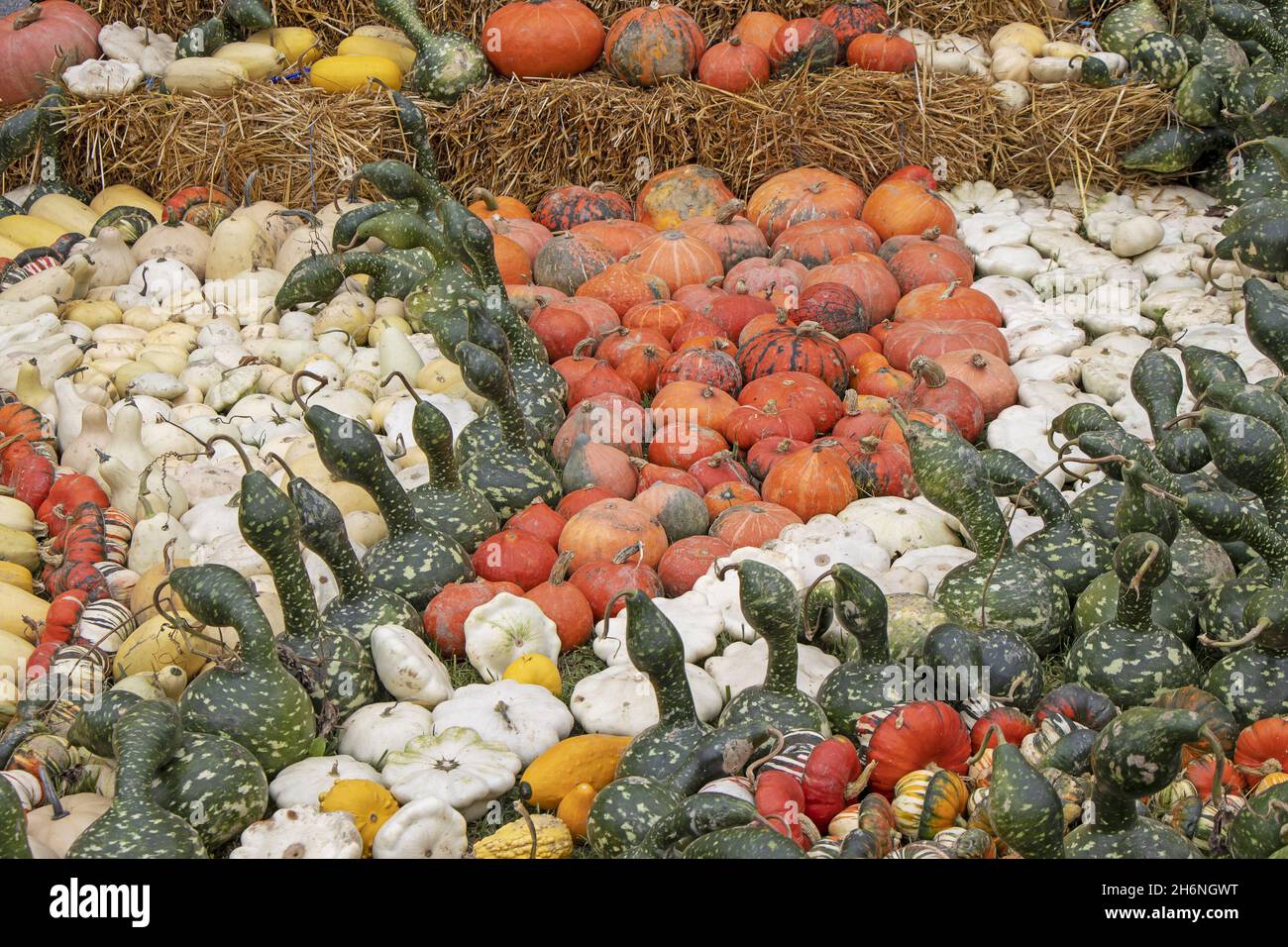 A bunch assorted gourds, zucchini, pumpkin and winter squash Stock ...