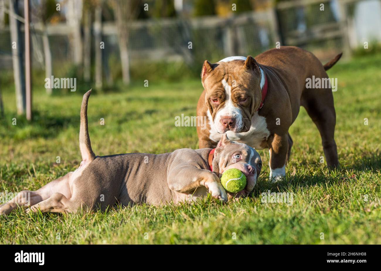 Two American Bully puppies dogs are playing Stock Photo - Alamy