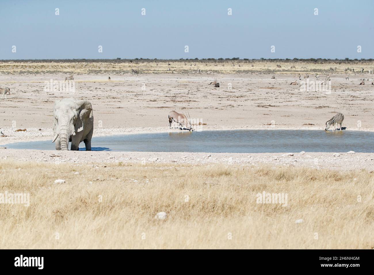 Water hole in desert hi-res stock photography and images - Alamy