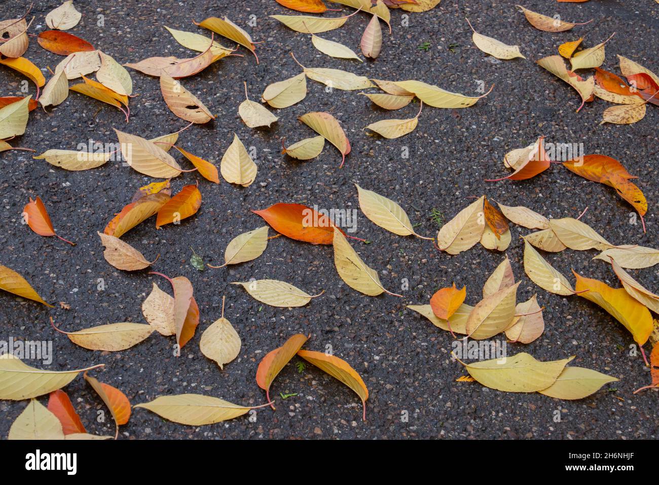 Colorful autumn leaves on pavement Stock Photo - Alamy