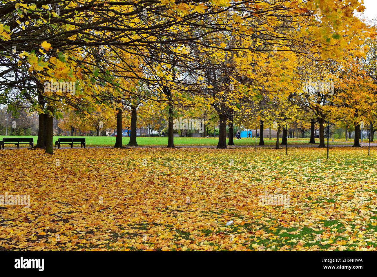 Tree india autumn hi-res stock photography and images - Alamy