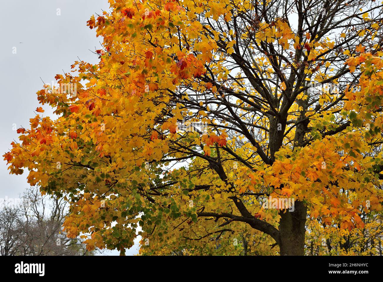 Tree india autumn hi-res stock photography and images - Alamy