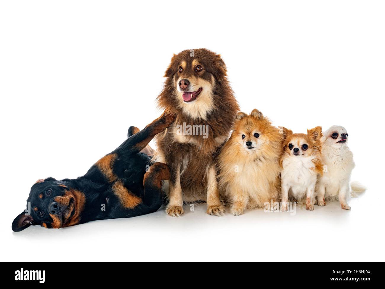 many dogs in front of white background Stock Photo - Alamy