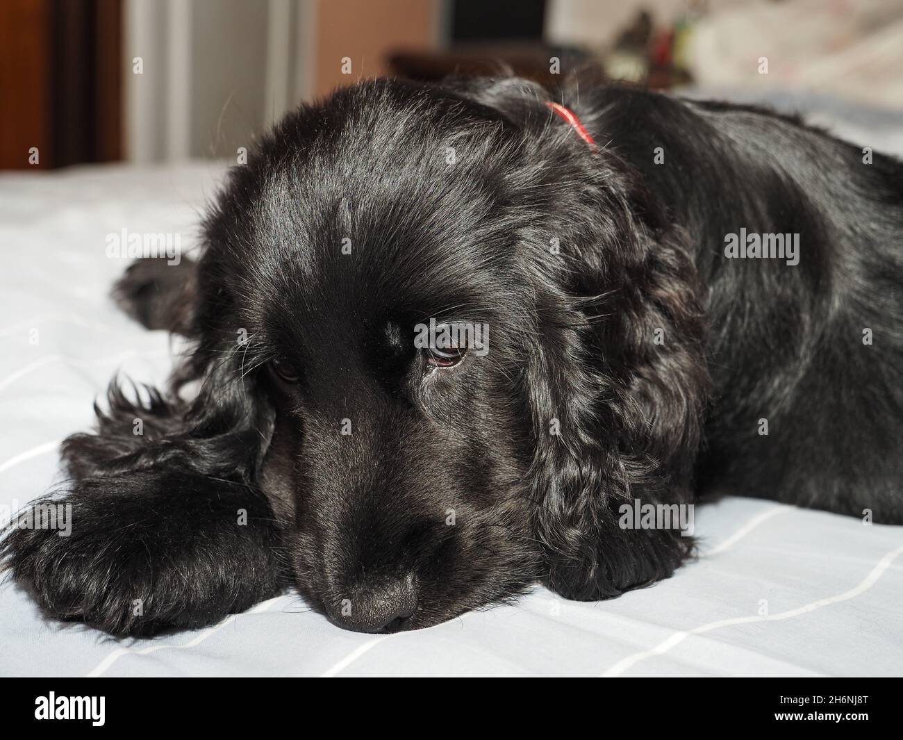Cocker spaniel puppies hi-res stock photography and images - Alamy