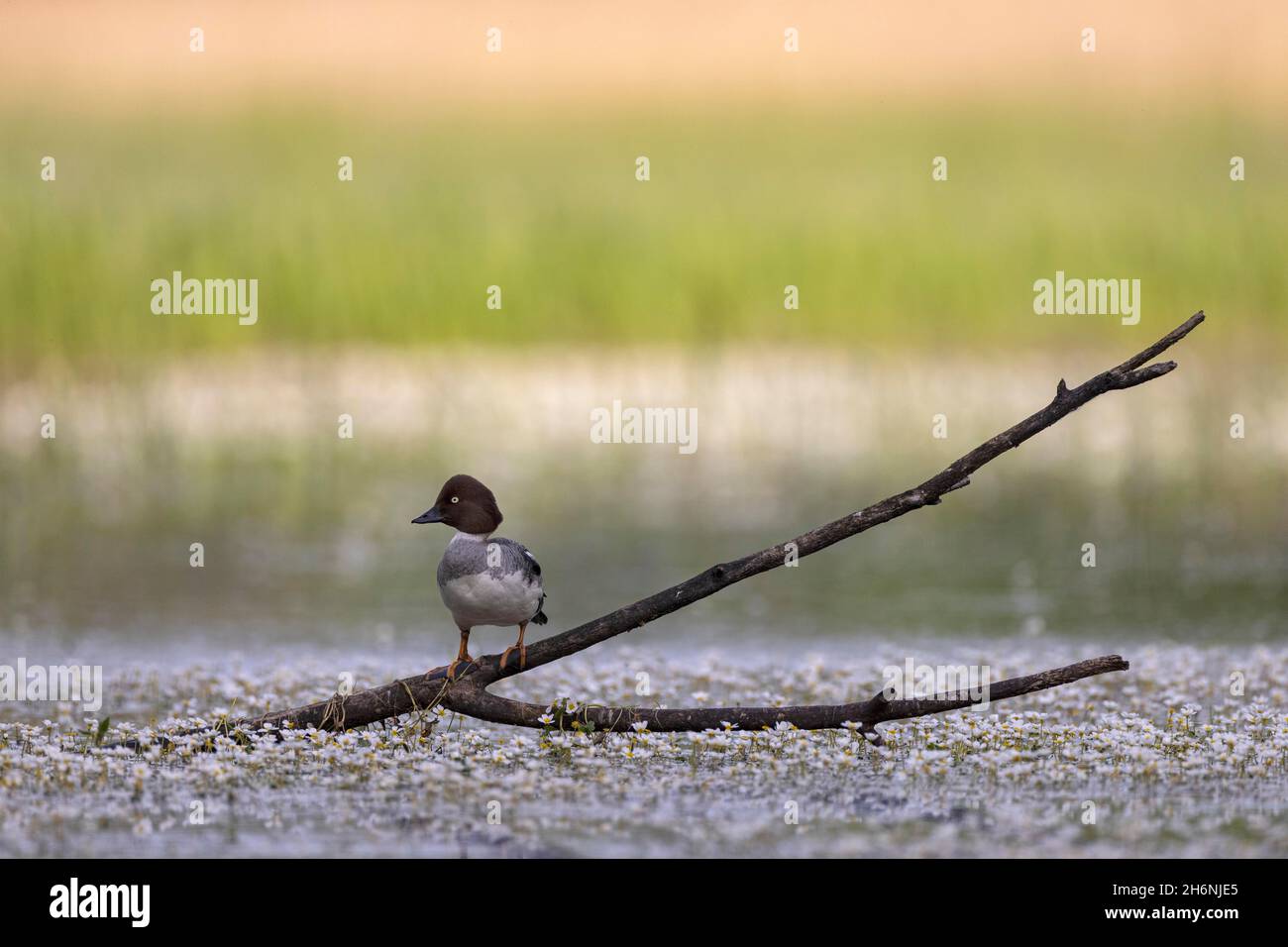 Common Goldeneye (Bucephala clangula), female, sitting resting on a ...