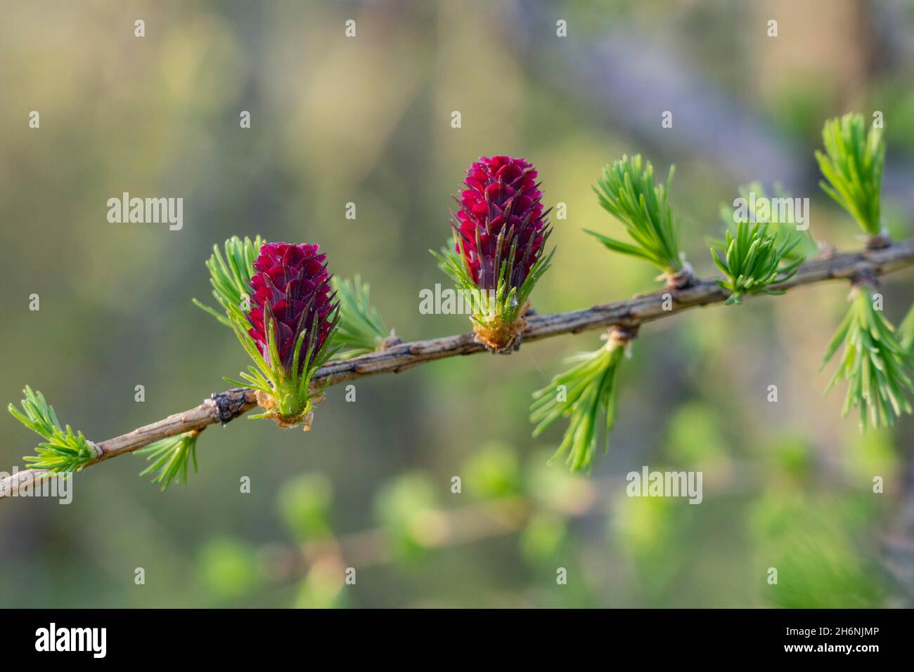 Female flower of european larch (Larix decidua), Stubai Valley, Tyrol ...