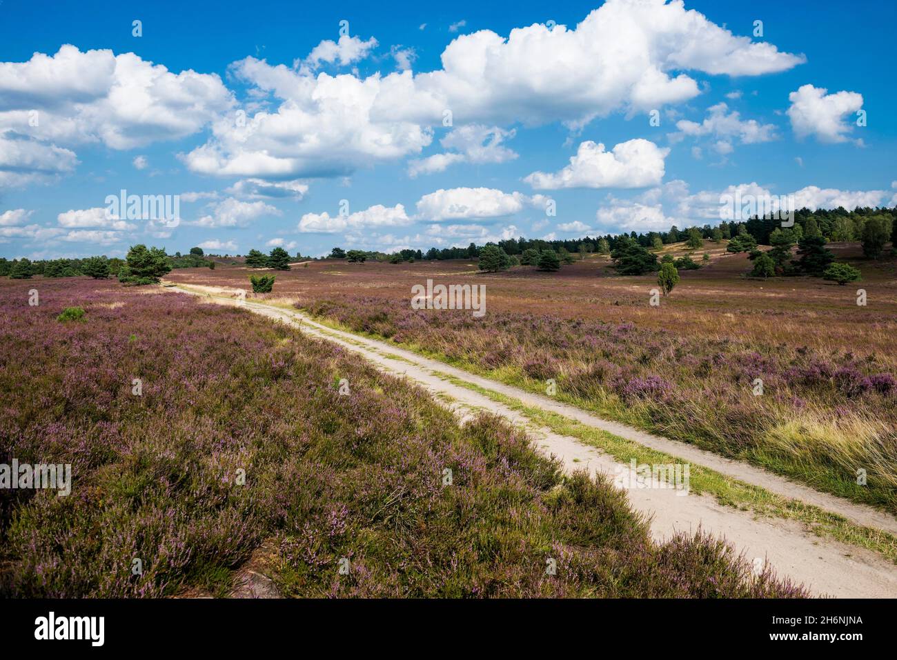 Flowering heath and hiking trail, near Niederhaverbeck, Lueneburg Heath ...