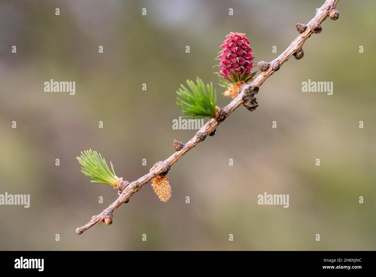 Female flower of european larch (Larix decidua), Stubai Valley, Tyrol ...