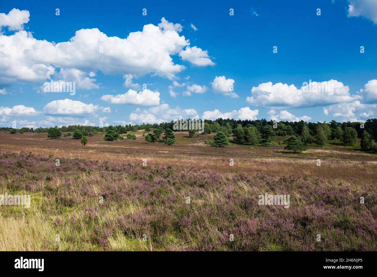 Flowering heath, near Niederhaverbeck, Lueneburg Heath nature Park ...