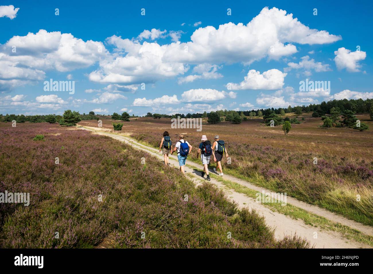 Flowering heath and hiking trail with hikers, near Niederhaverbeck ...