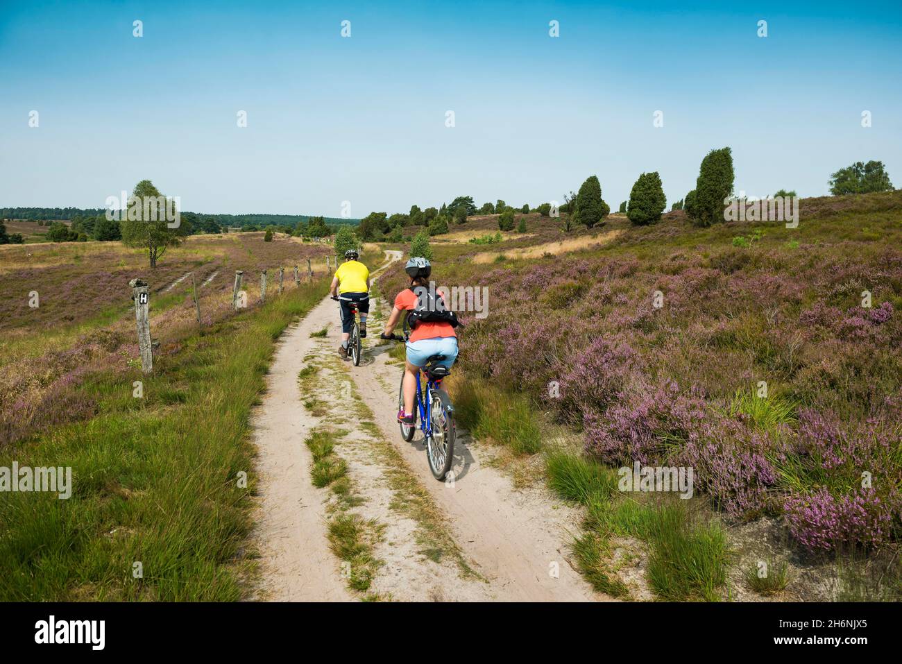 Flowering heath and hiking trail with cyclists, near Undeloh, Lueneburg ...